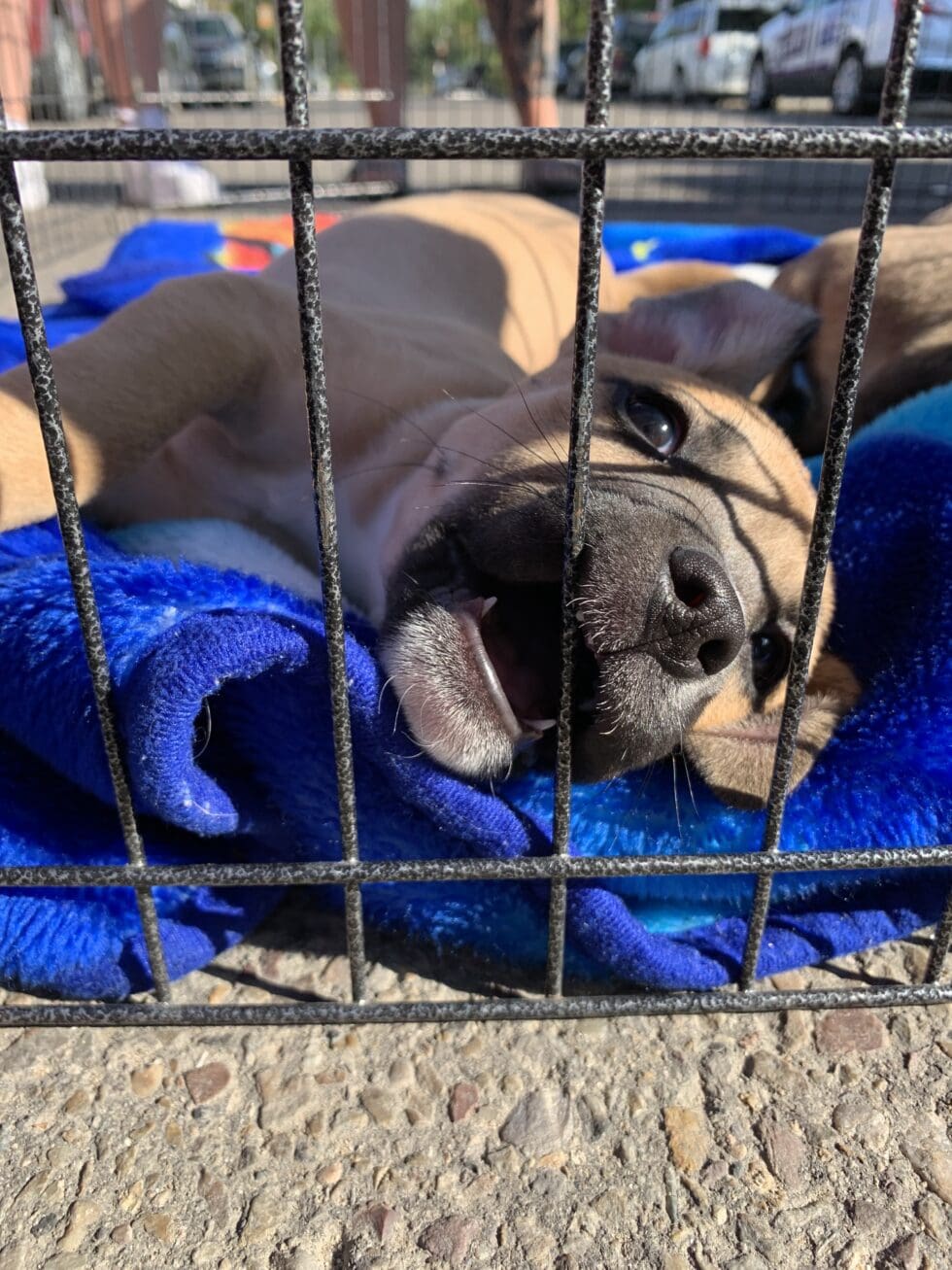 SPCA Swift Current | How to Adopt